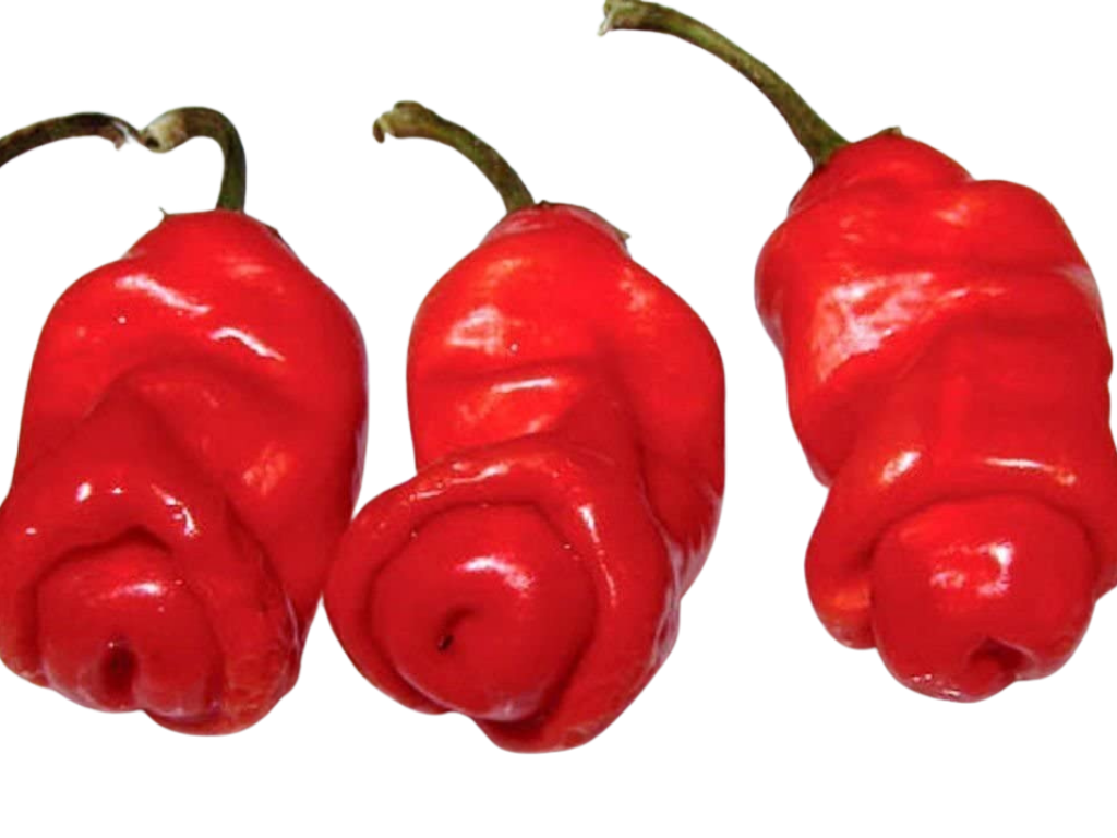 Peter Penis Pepper Red - Palíto.cz - chilli expert